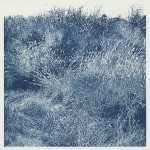 "Ditch Grasses" - Justus Fine Art Gallery